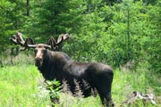 Campground Details - Deer Mountain Campground, NH - New Hampshire ...